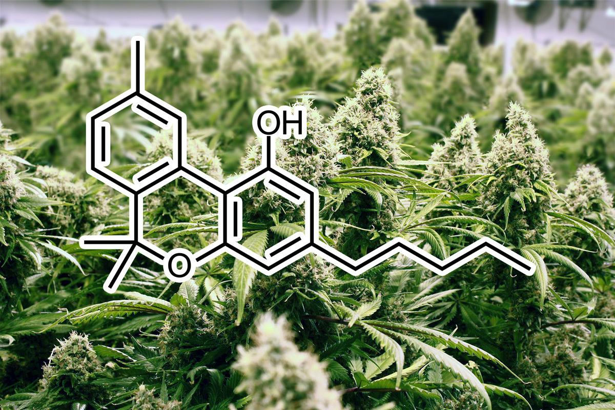 What is CBN Cannabinoiod? What is the difference between CBD and CBN?